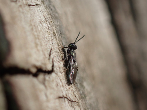 Calosota violascens · iNaturalist