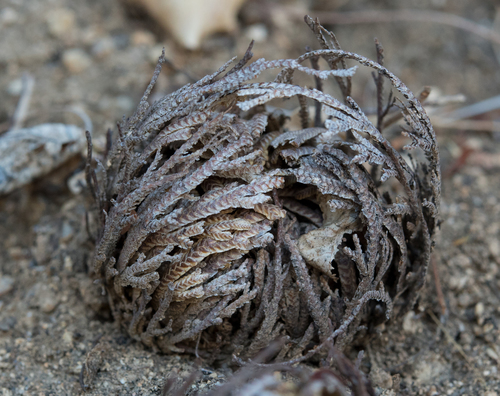resurrection plant (Nature of Val Verde County, Texas) · iNaturalist