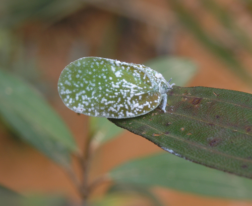 Flatida tricolor · iNaturalist