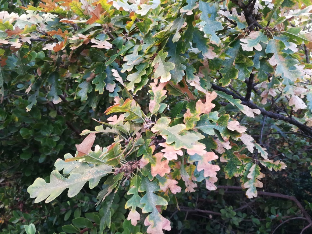 Turkey Oak from Scarborough on April 24, 2020 at 05:55 PM by Marian ...