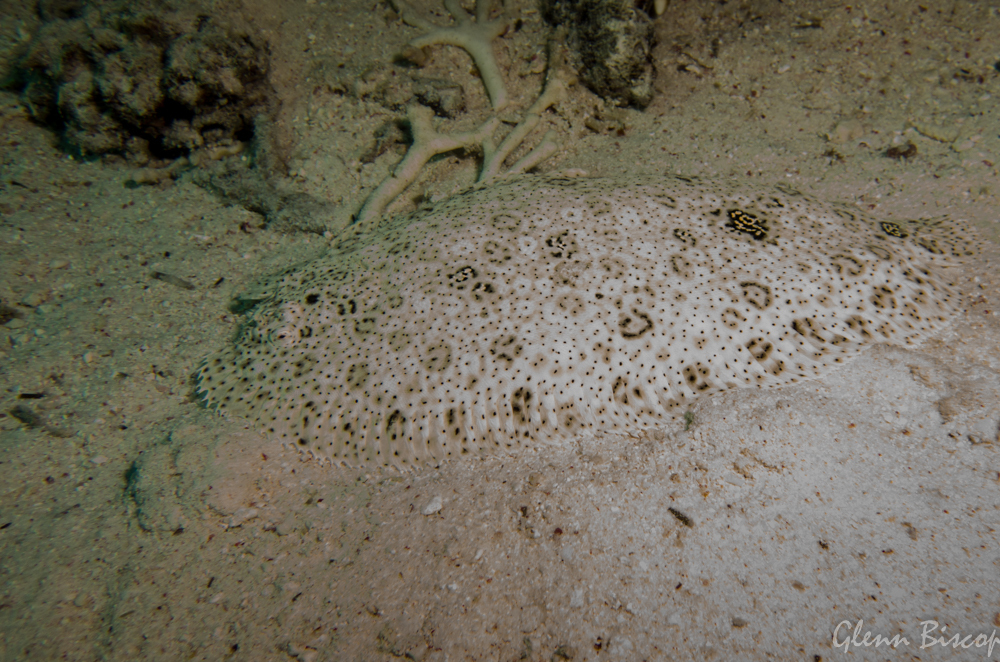 Red Sea Moses Sole (Pardachirus marmoratus) - Marine Life Identification