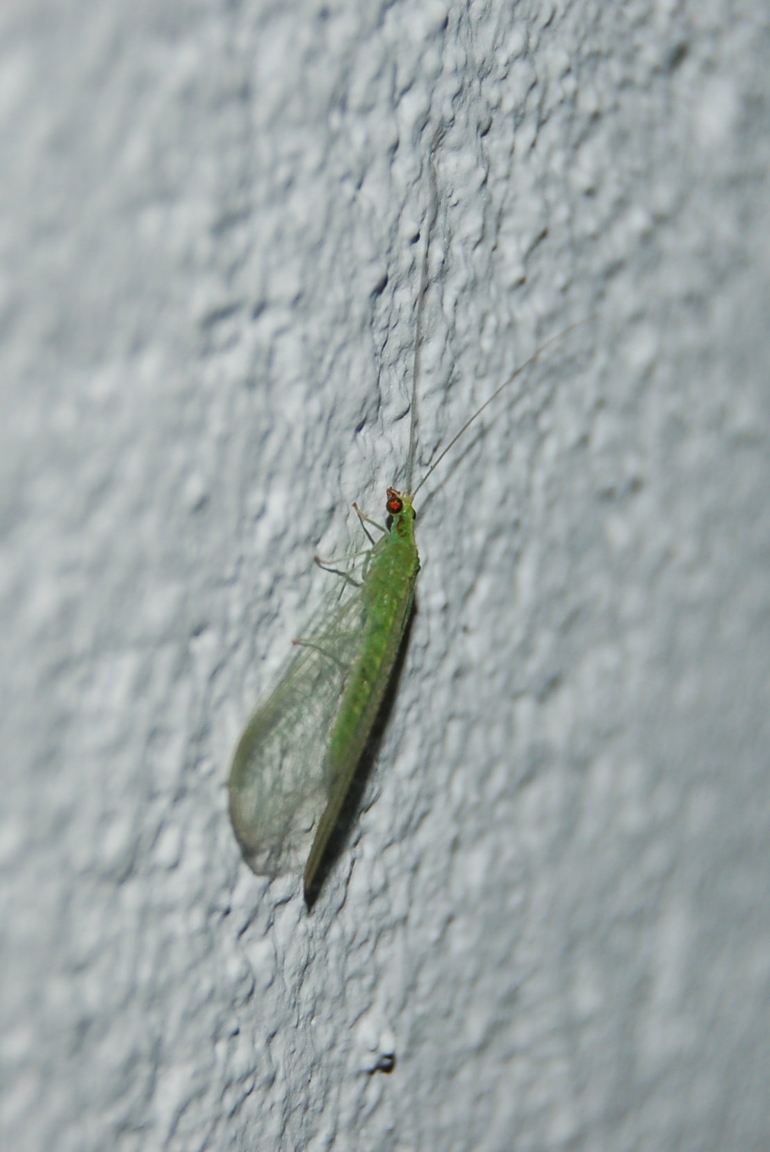 Chrysoperla externa (Hagen, 1861)