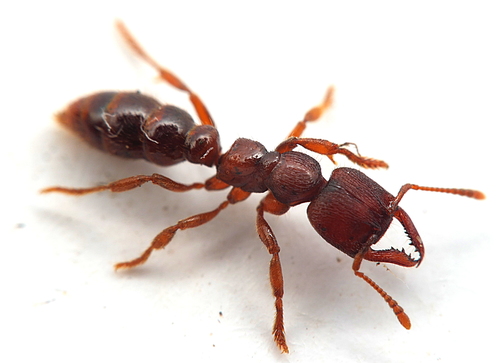 Vampire Ants (Amblyoponinae)