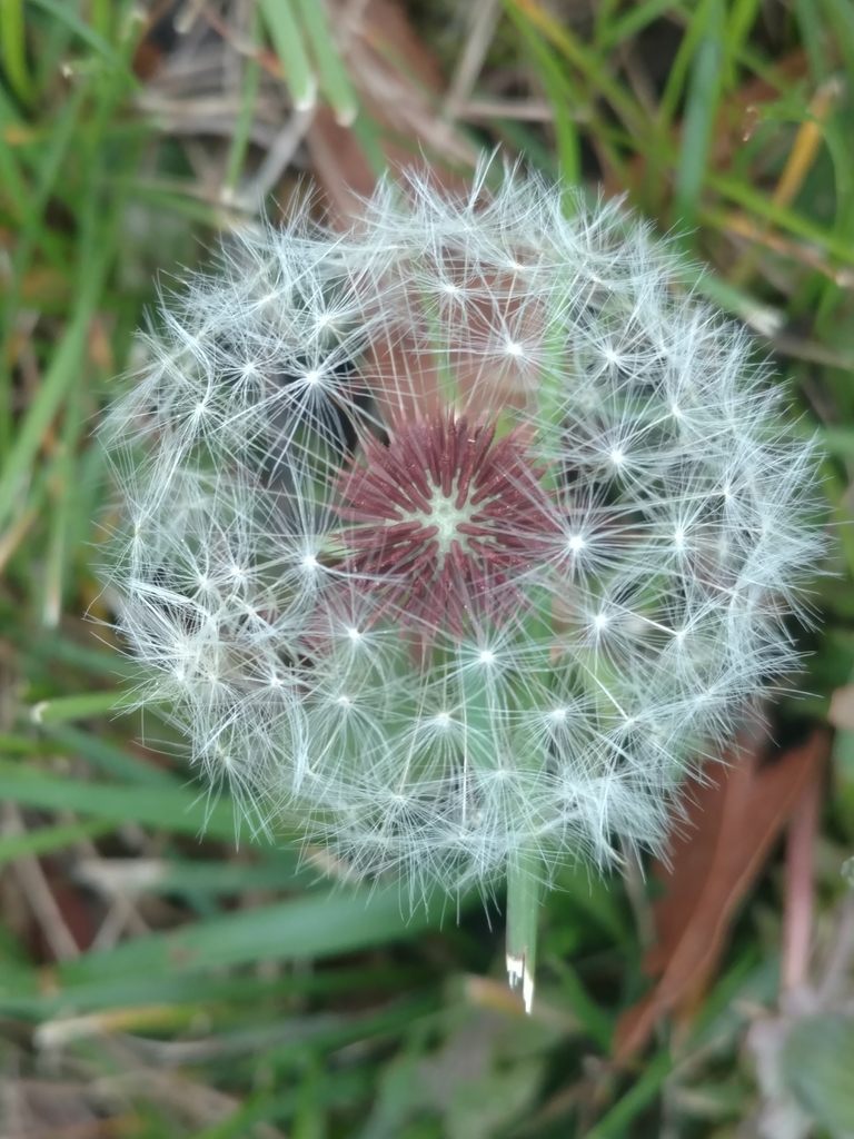 red-seeded dandelion from Chester, MD, USA on April 25, 2020 at 09:14 ...