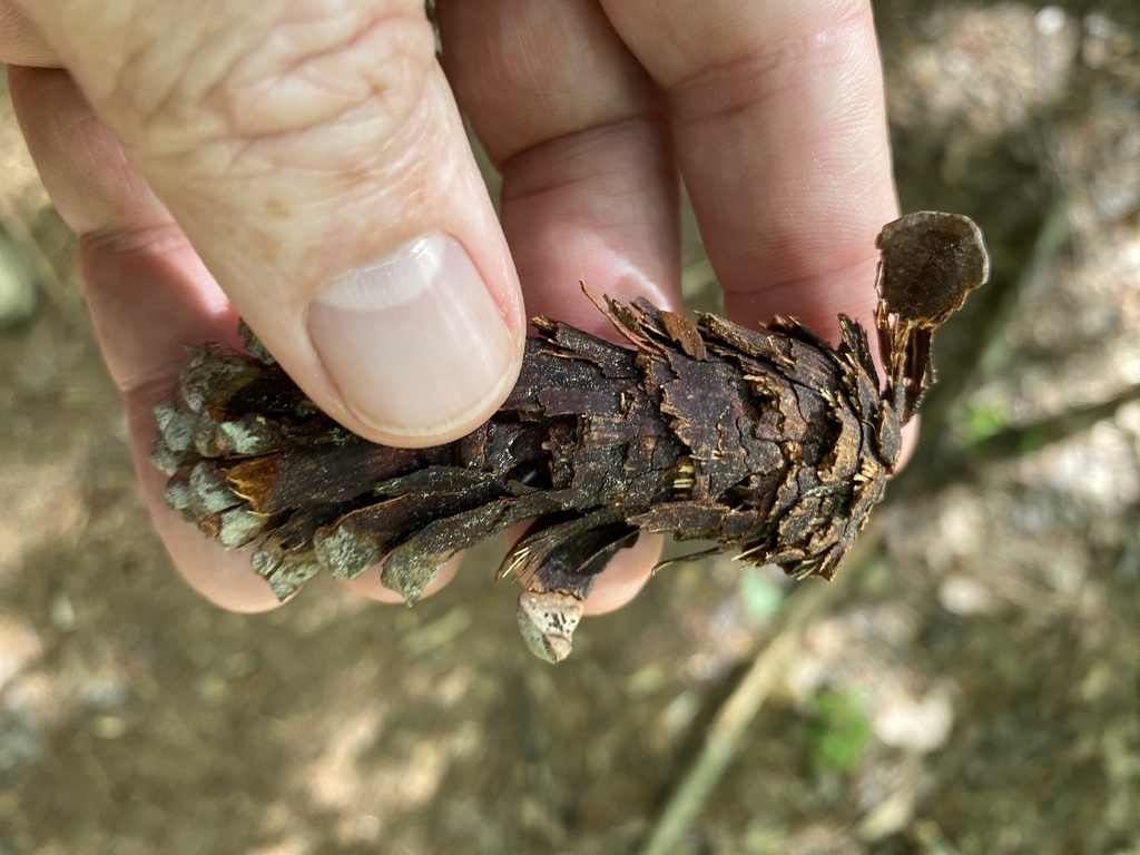 Southern Fox Squirrel from Fairway Dr, Southern Pines, NC, US on April ...