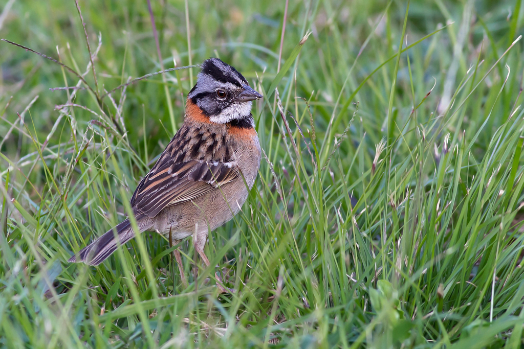 Rufous-collared Sparrow from Carretera a Reserva de Monteverde ...