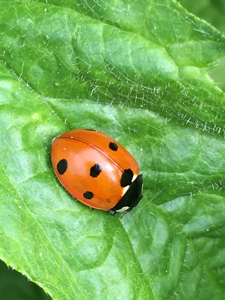 Seven-spotted Lady Beetle in April 2020 by bbossen · iNaturalist