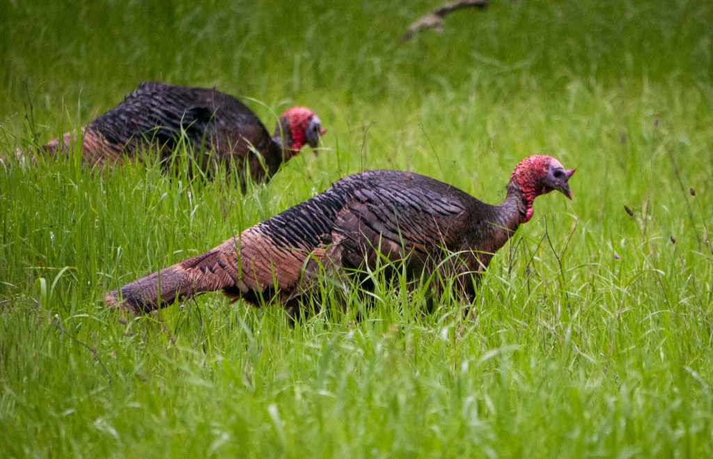 Wild Turkey from Skyline Wilderness Park, Napa, California, United ...