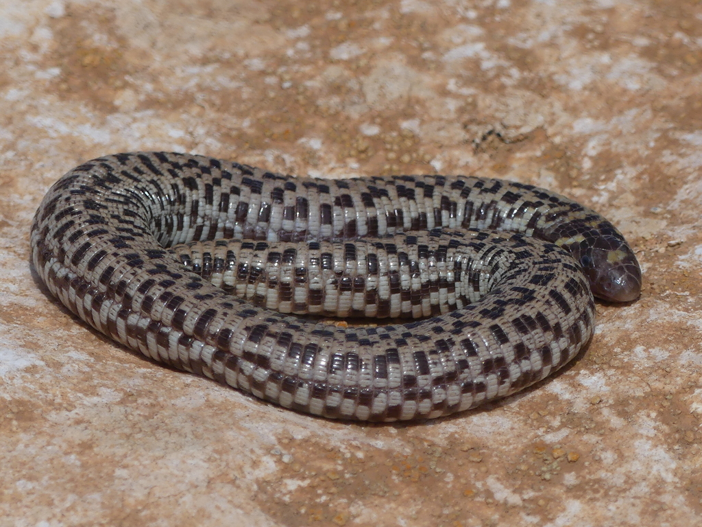 Checkerboard Worm Lizard (Western) from Province de Chtouka Ait Baha ...
