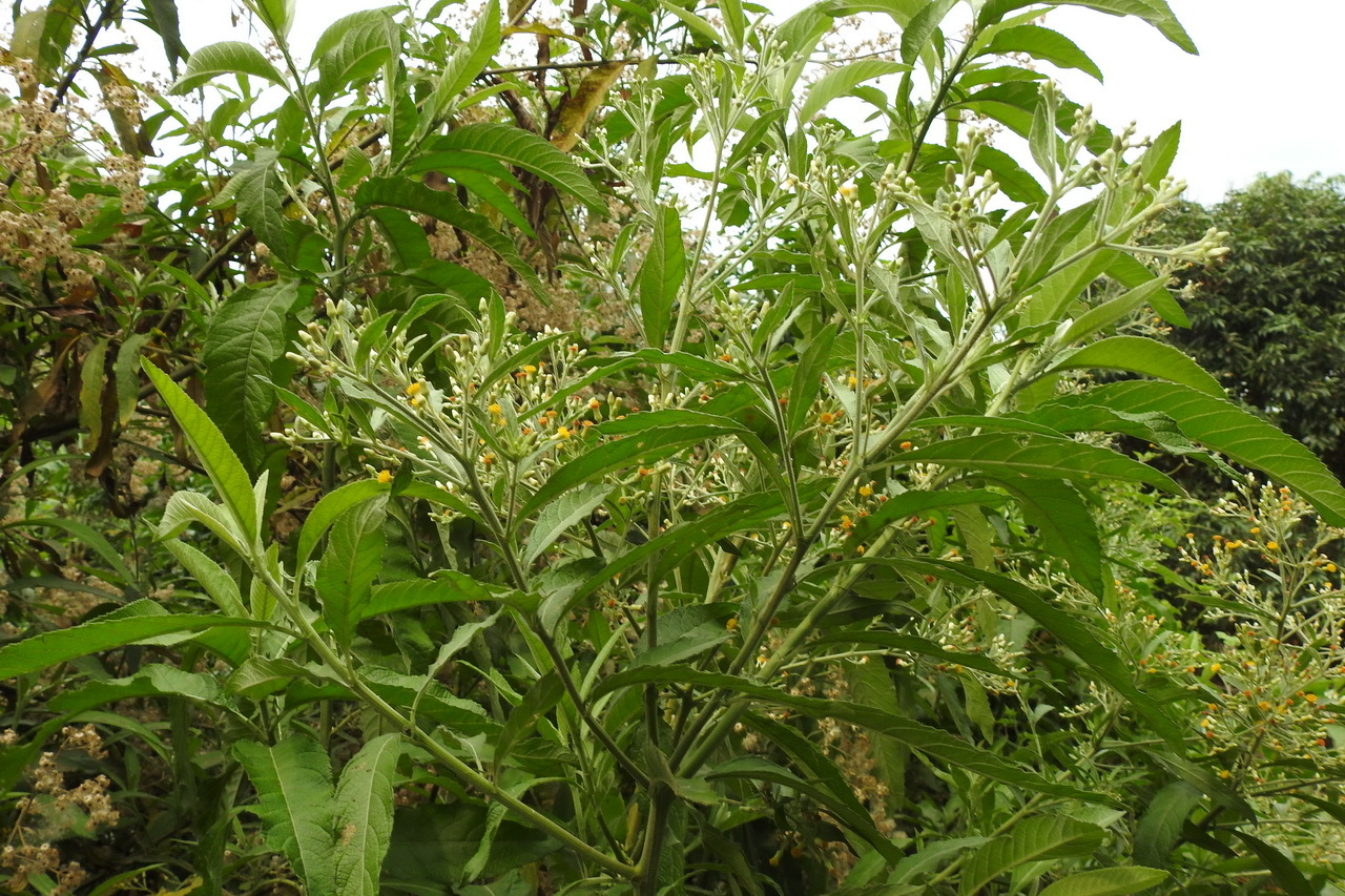 Blumea balsamifera (L.) DC.