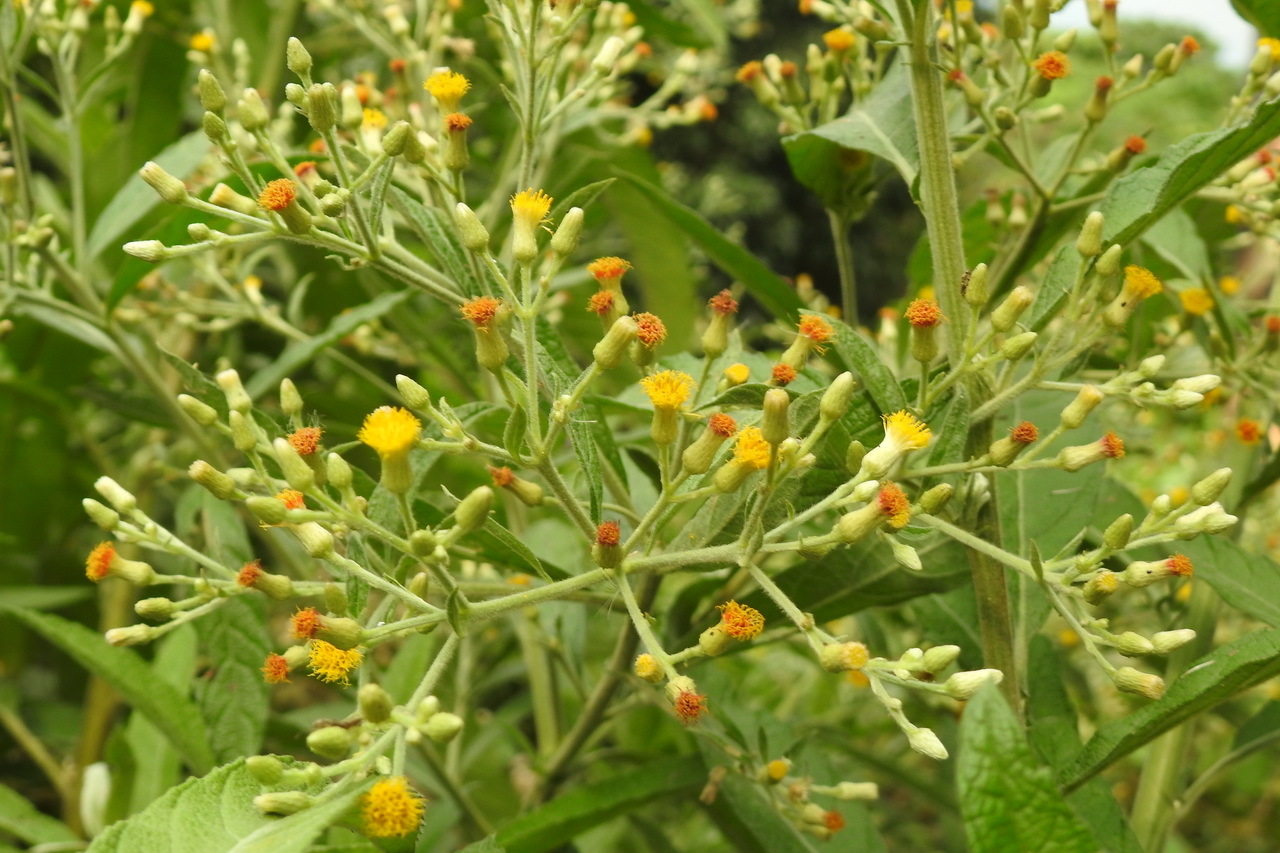 Blumea balsamifera (L.) DC.