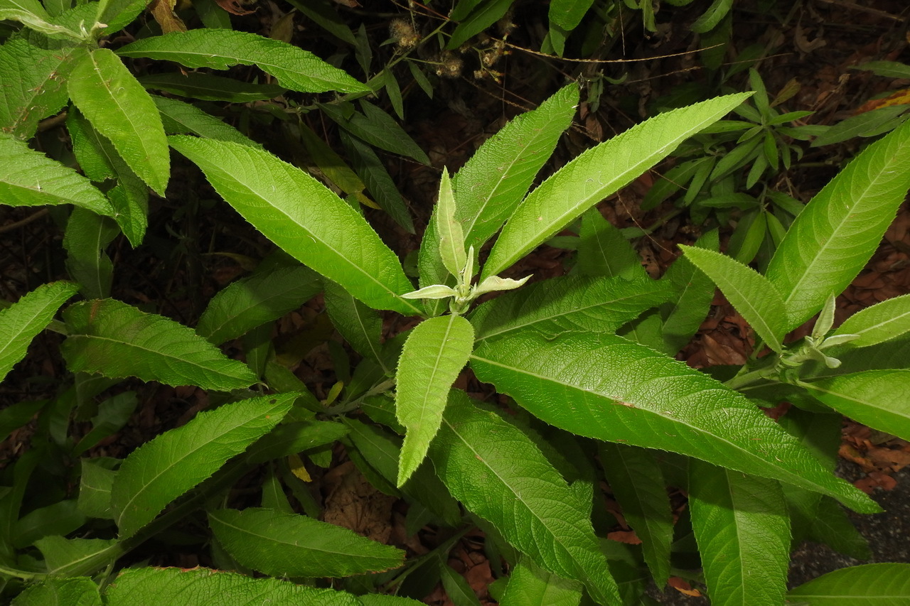 Blumea balsamifera (L.) DC.