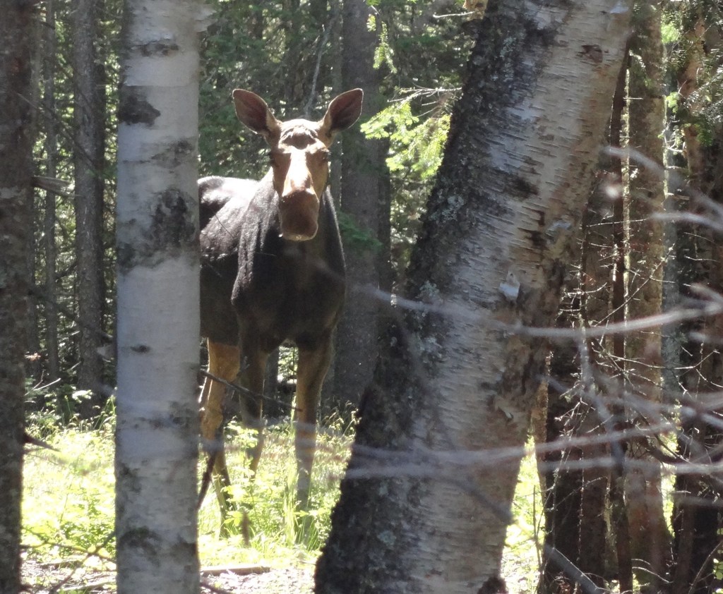Moose from Thunder Bay, CA-ON, CA on July 21, 2013 at 11:32 AM by Brett ...