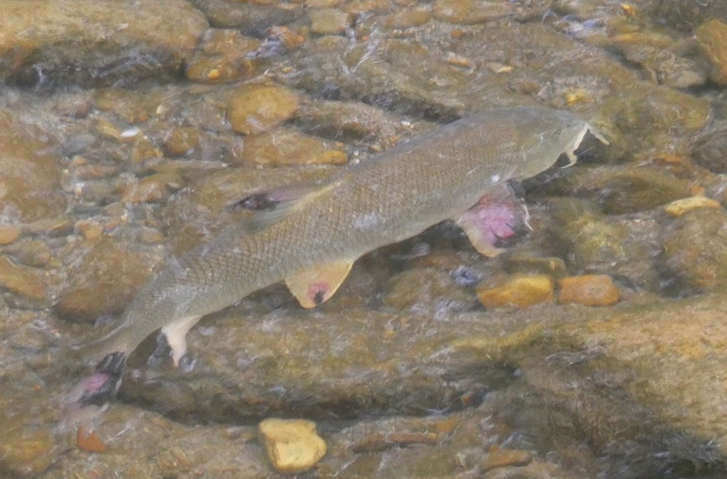 Common Barbel (Barbus barbus) - Marine Life Identification