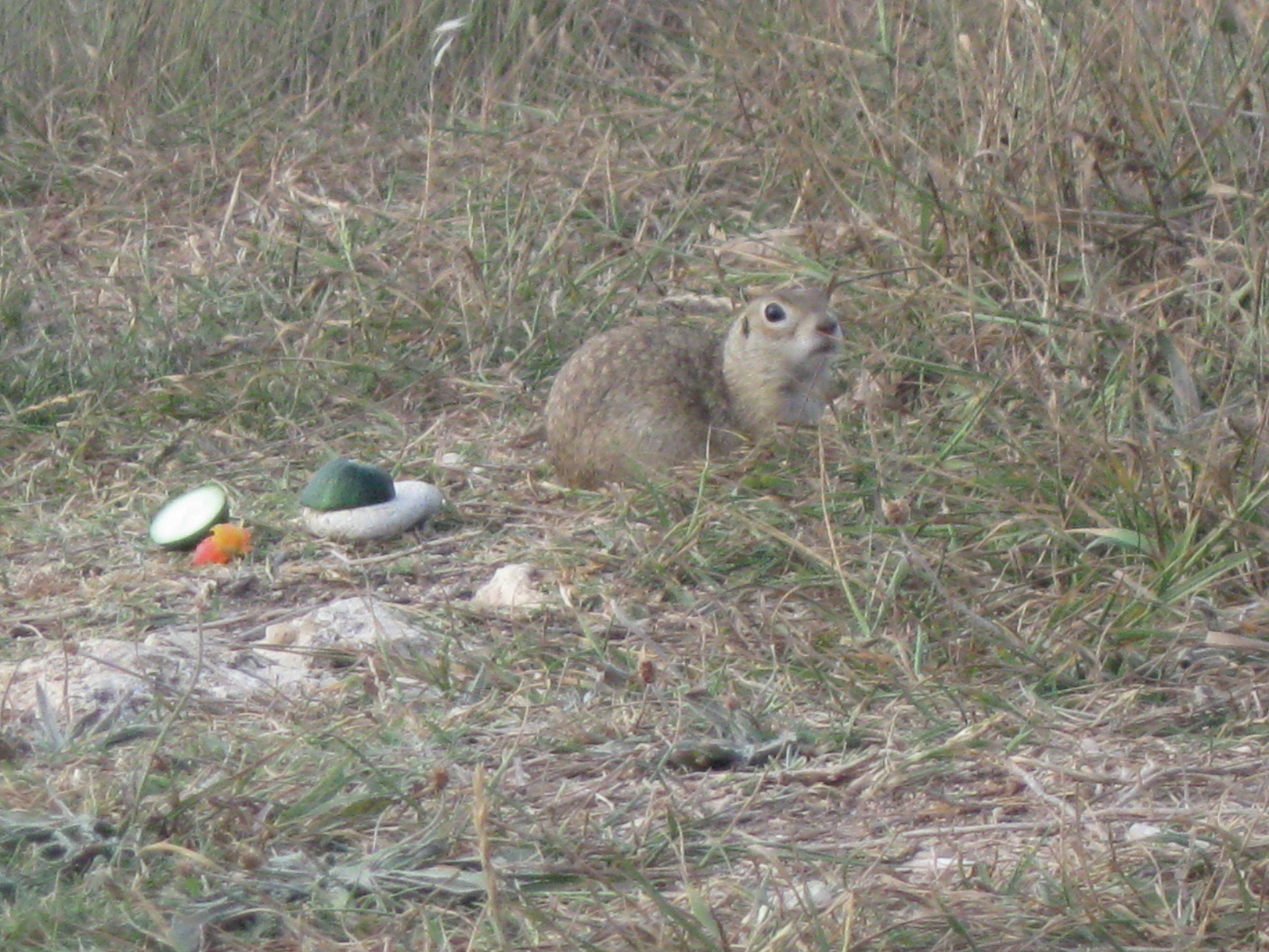 Spermophilus pygmaeus (Pallas, 1778)