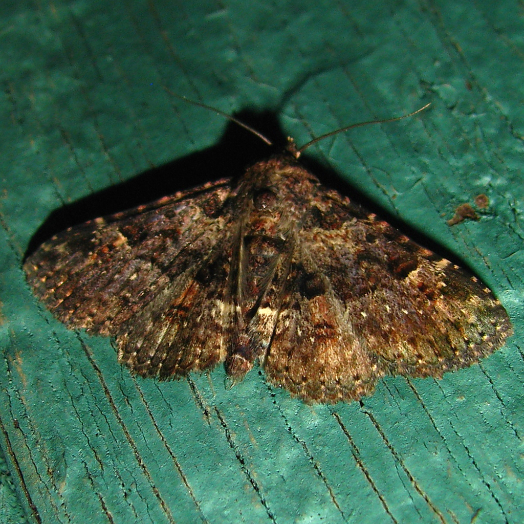 Common Fungus Moth (Moths around Conroe, Texas) · iNaturalist