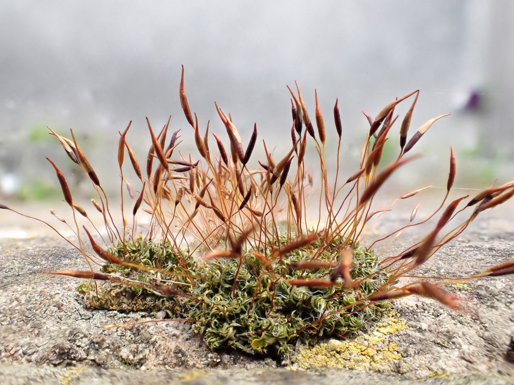 (Tortula) - Botanical Realm