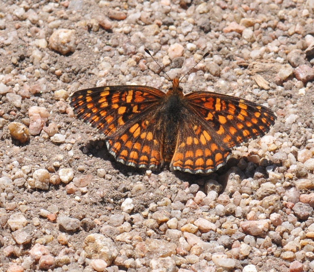 Gabb's Checkerspot from Pinnacles National Park, California 95043, USA ...