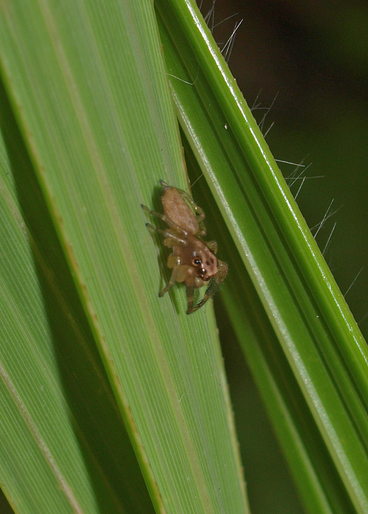 Jumping Spiders from Ruahine Forest Park 4171, New Zealand on March 02 ...