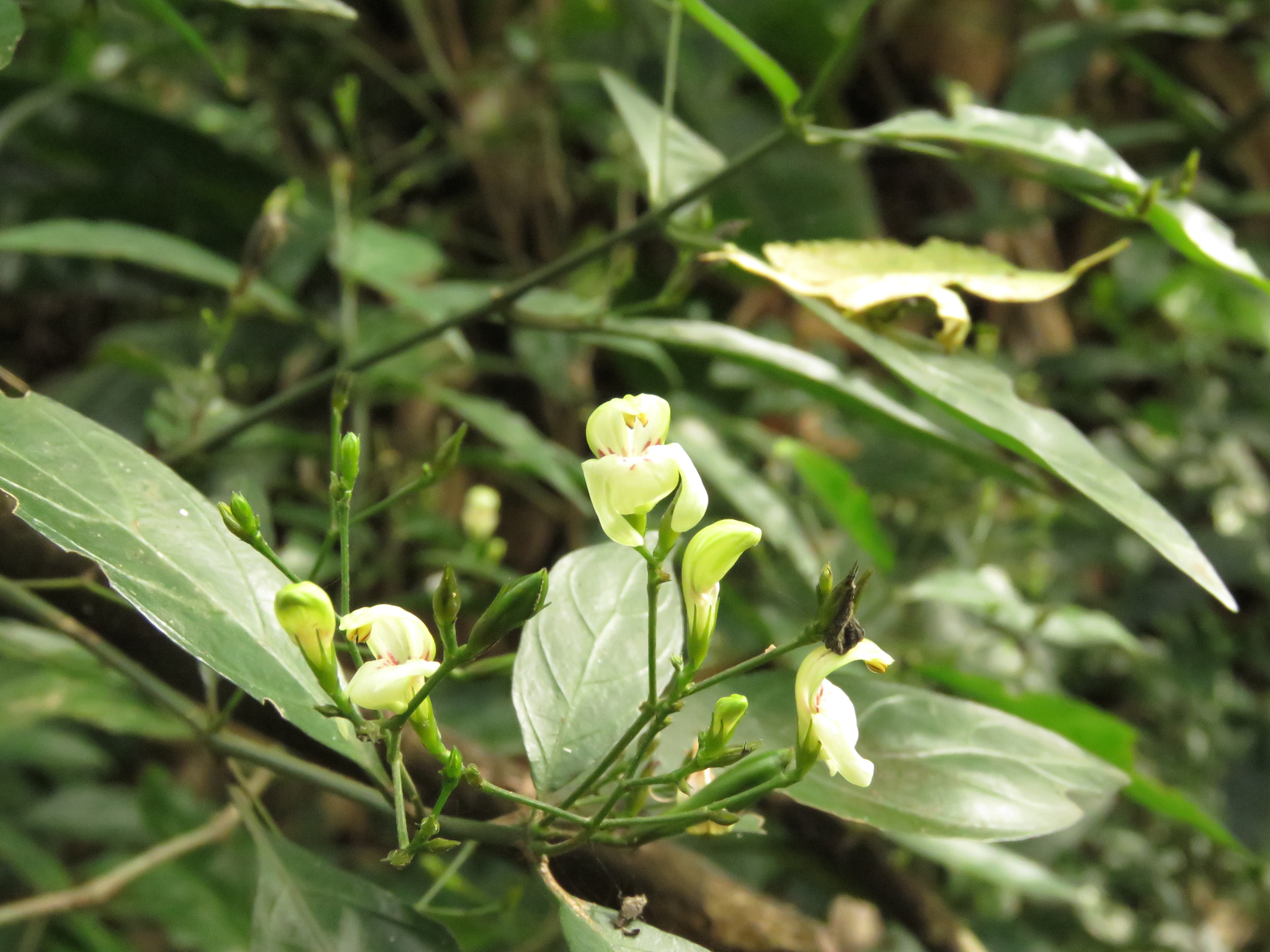 Justicia campylostemon (Nees) T.Anderson