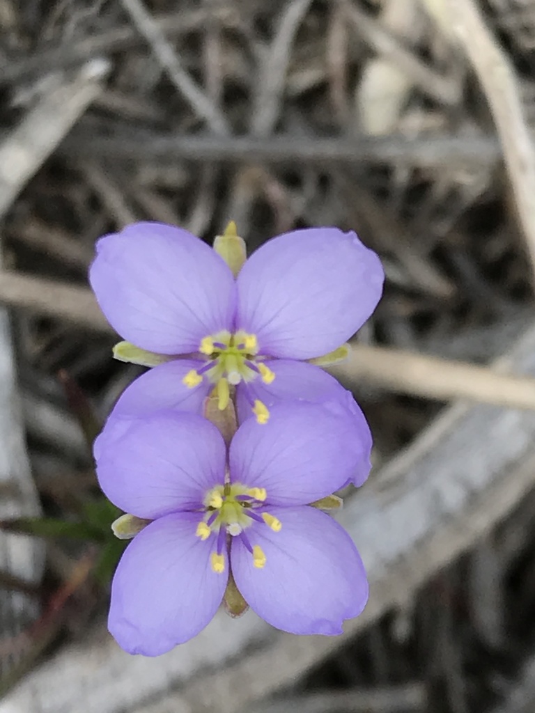 Heliophila subulata subulata from Hoogte Road S, Groot Brakrivier, WC ...