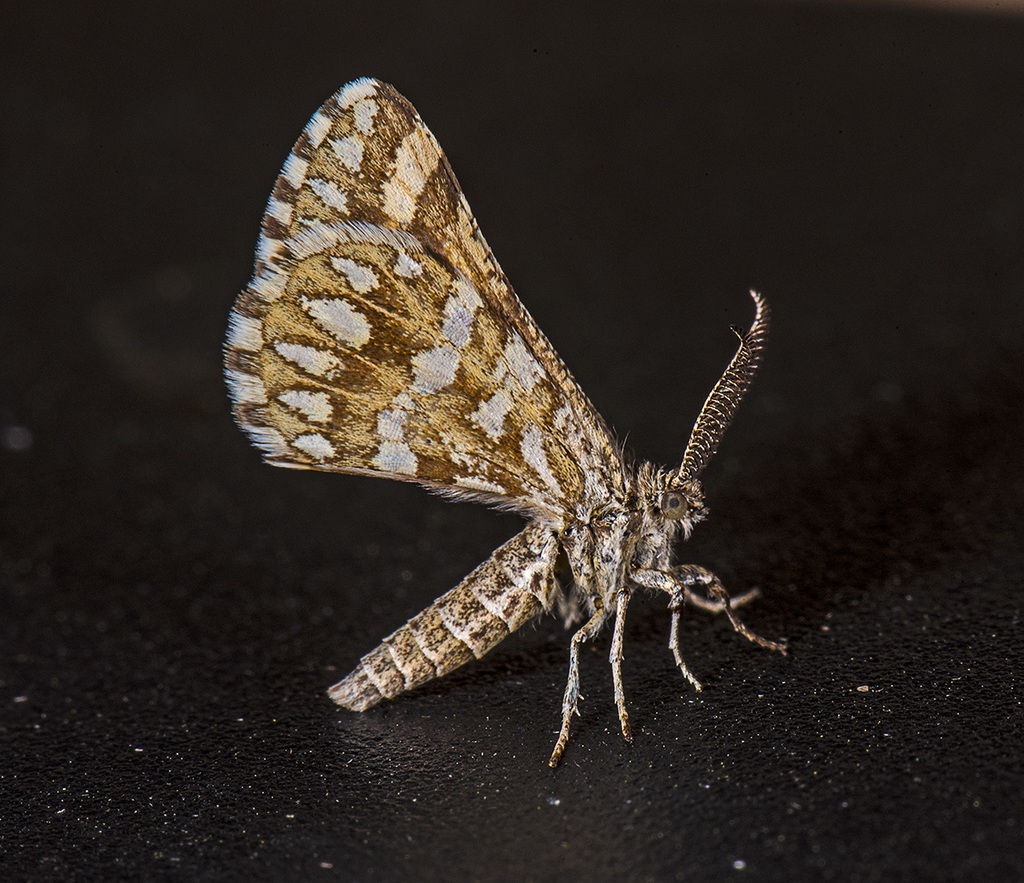 Green Broomweed Looper Moth from Canyon Lake, TX, USA on April 23, 2020 ...