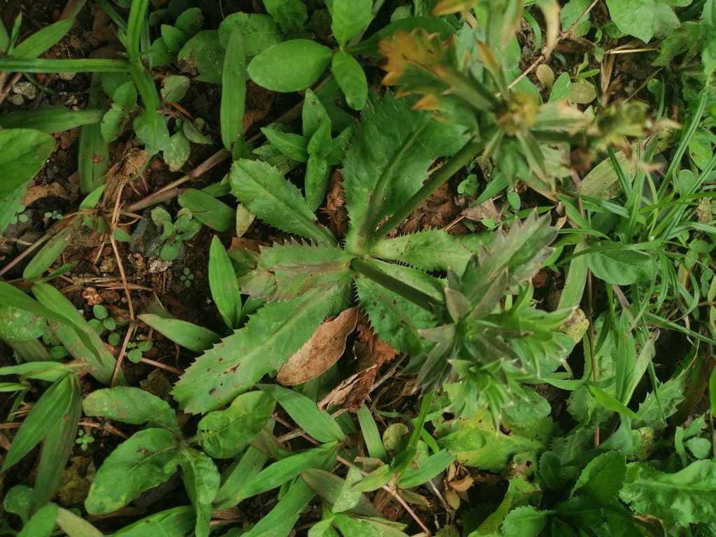 Mexican Culantro from Bugaba on April 25, 2020 at 08:09 AM by rodrig03 ...