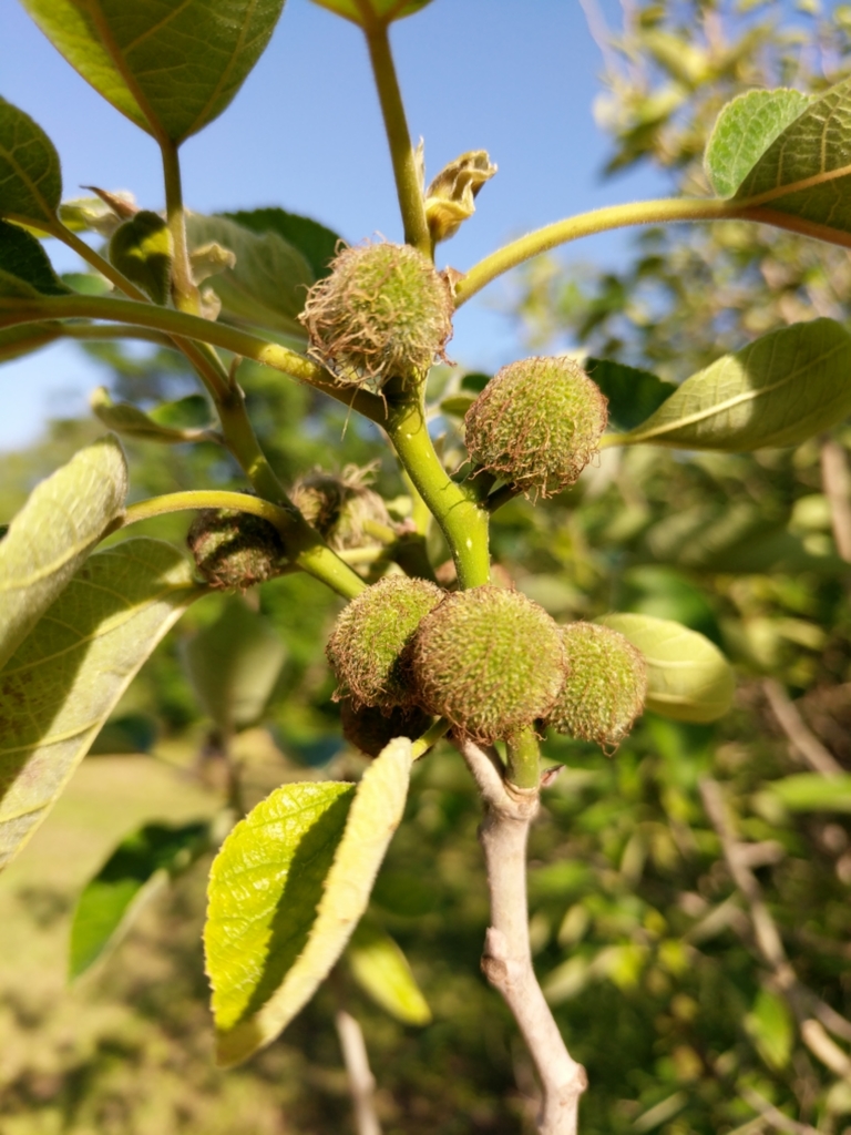Paper mulberry (Broussonetia papyrifera) - Botanical Realm