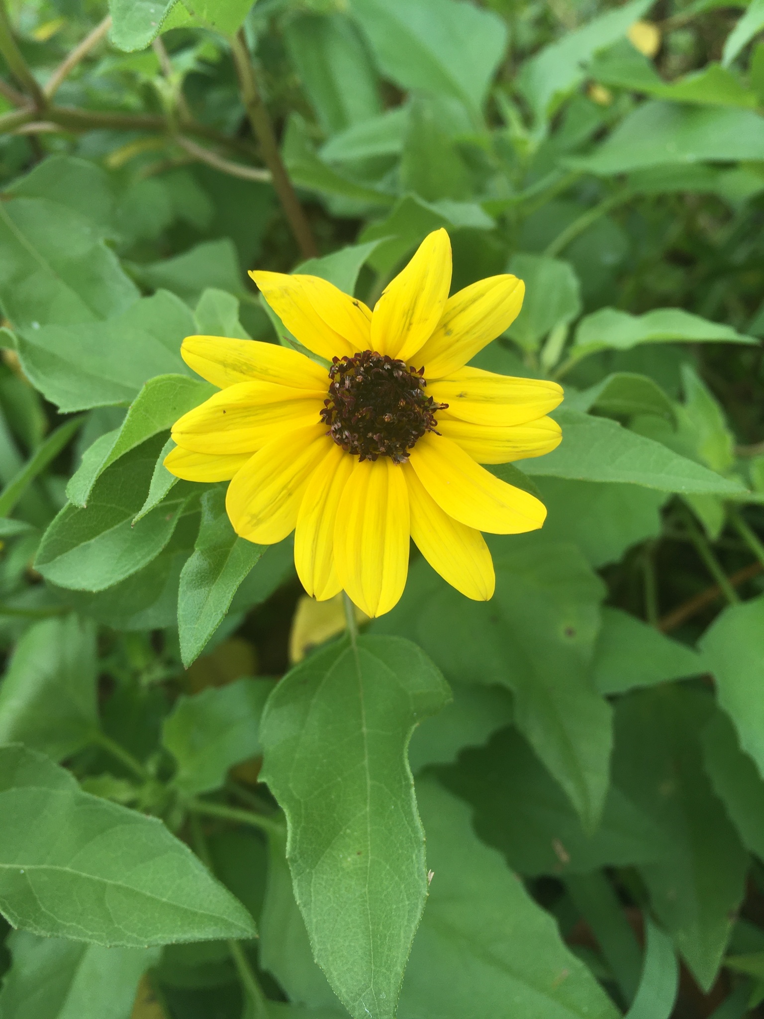 Helianthus debilis subsp. vestitus (E.Watson) Heiser