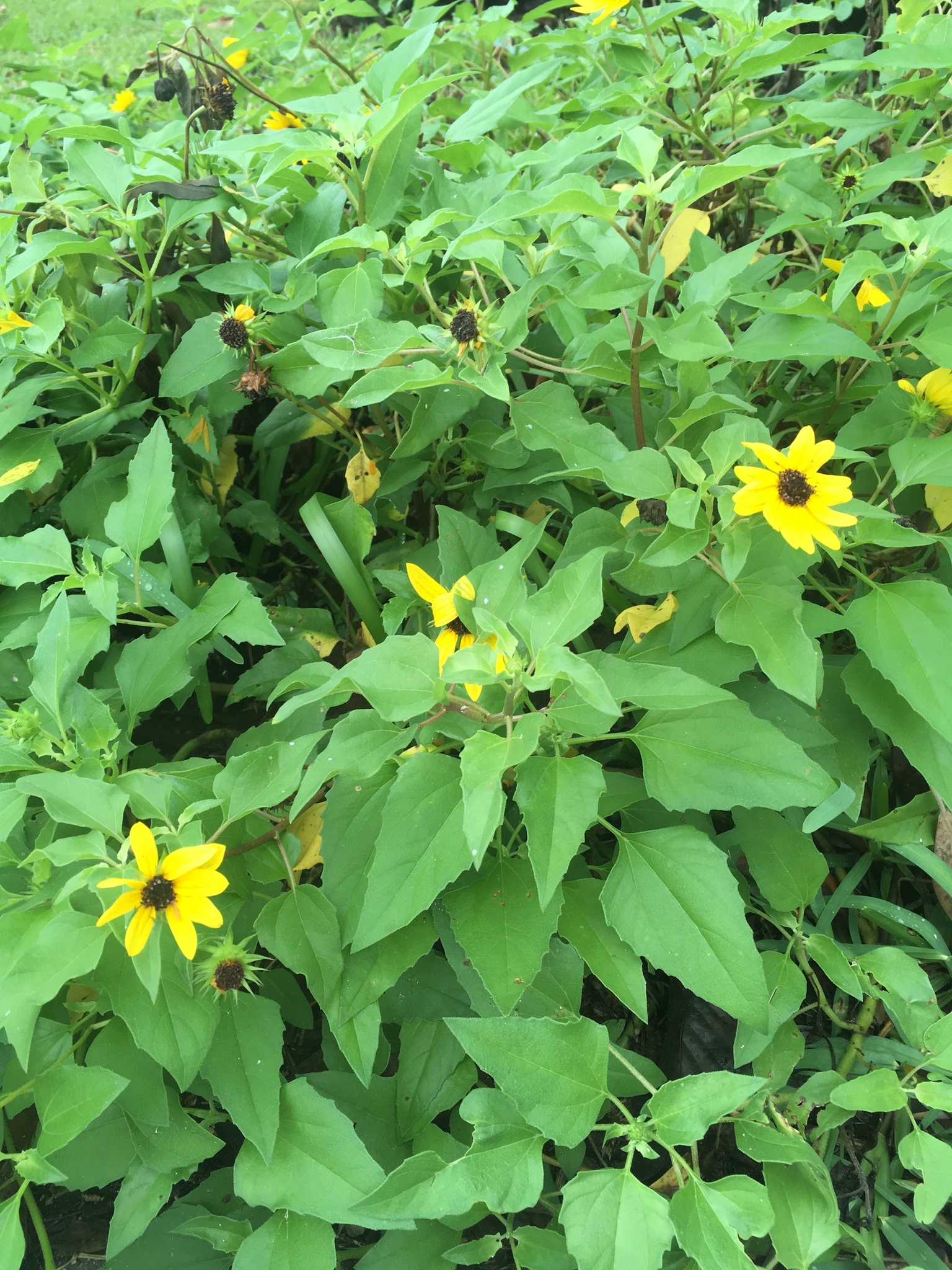 Helianthus debilis subsp. vestitus (E.Watson) Heiser