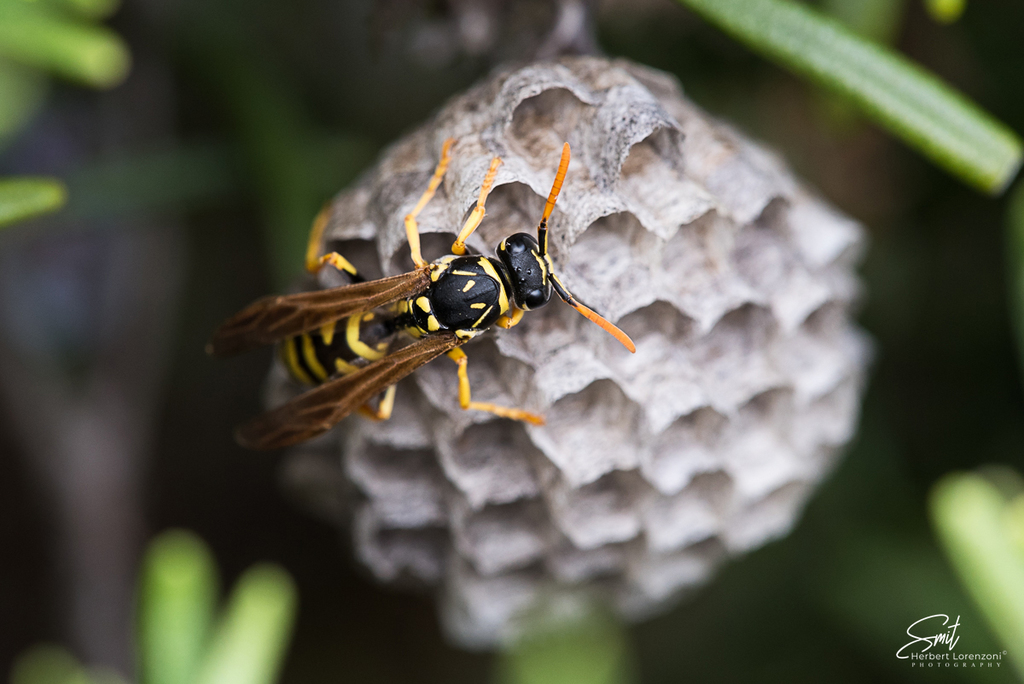 Umbrella Paper Wasps from 38121 Trento TN, Italia on April 25, 2020 at ...