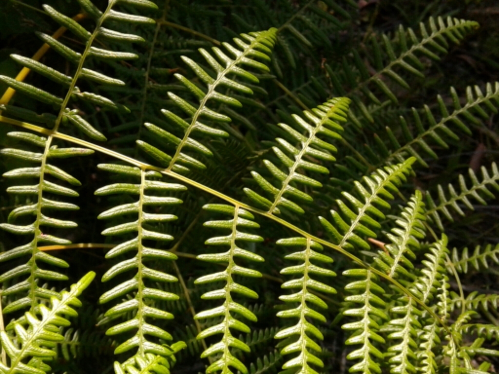 Helecho marranero (Plantas útiles del bosque alto andino Colombiano ...