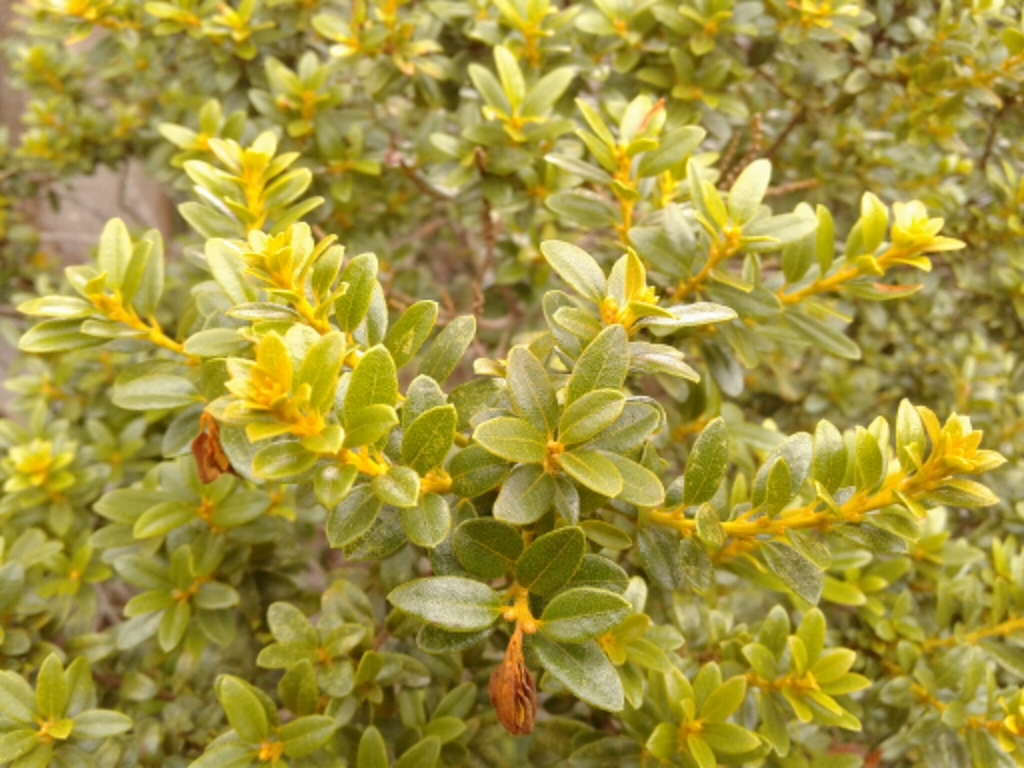 (Morella parvifolia) - Botanical Realm