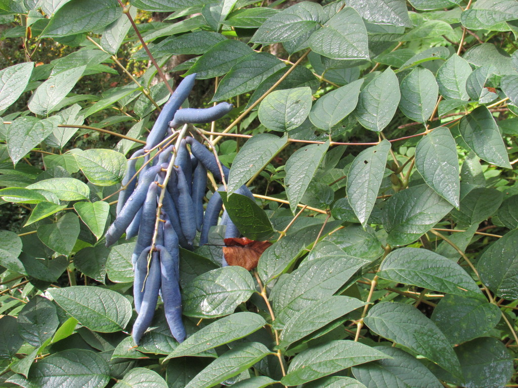 Decaisnea insignis from UBC, University Endowment Lands, BC, Canada on ...