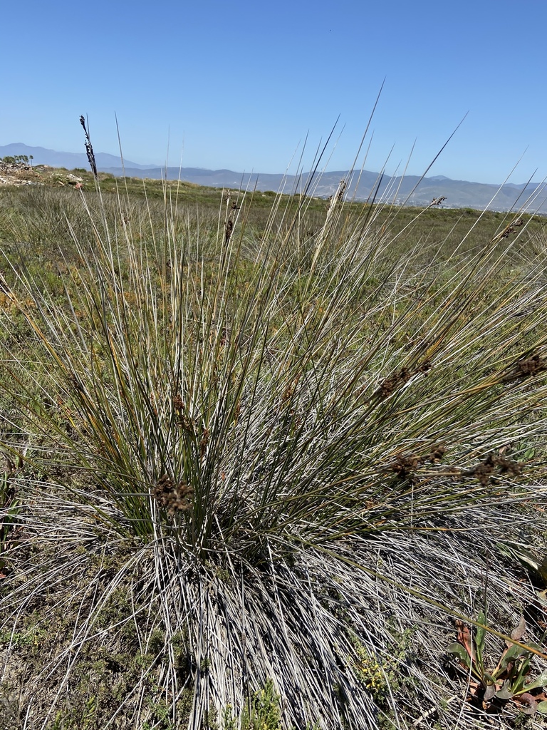 Southwestern Spiny Rush from Ensenada, BC , MX on April 24, 2020 at 01: ...