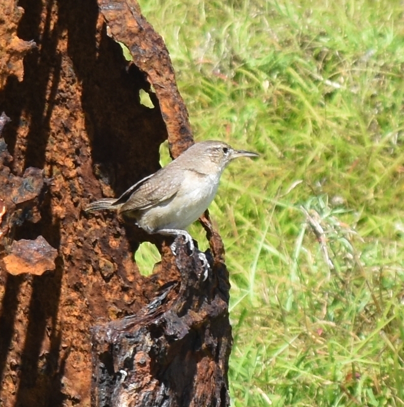 Clarión Wren from Manzanillo, Colima, Mexico on February 19, 2017 at 12 ...