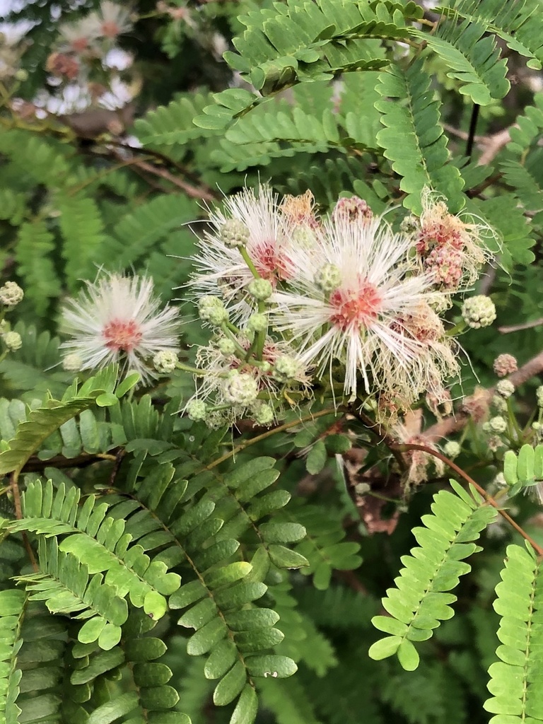 Wild Tamarind (Lysiloma latisiliquum) - Botanical Realm