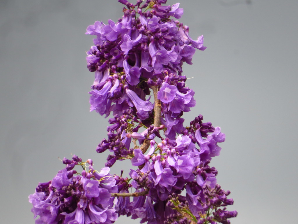 Gualanday (Jardin Botanico de Cali) · iNaturalist