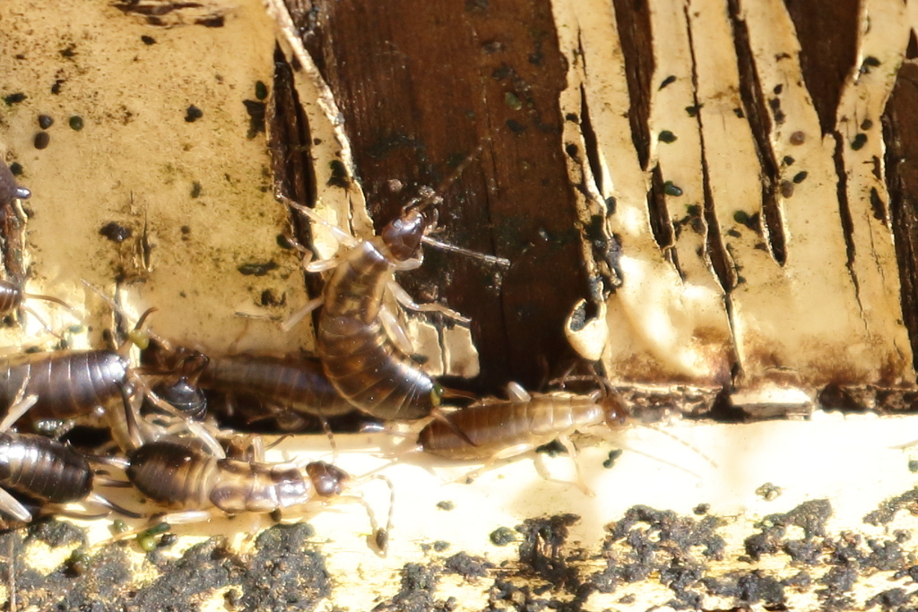 Forficula dentata from Wilton, CA, USA on April 25, 2020 at 09:41 AM by ...