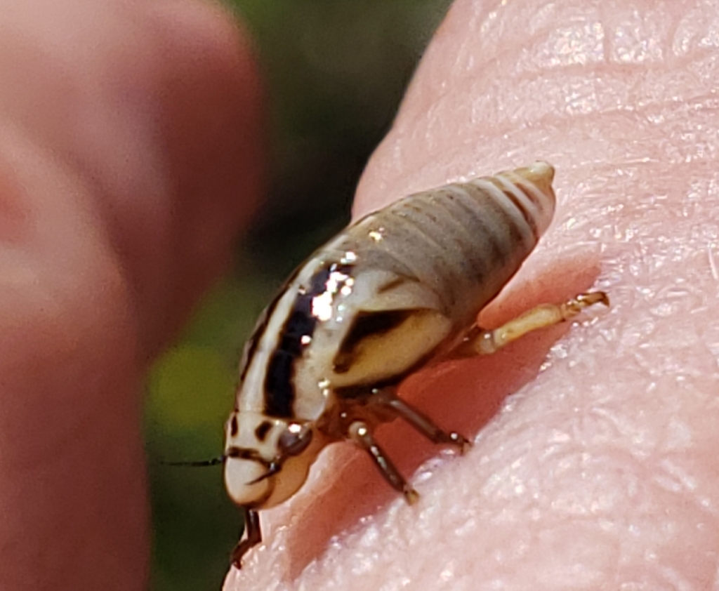 Hill-Prairie Spittlebug from Round Rock, TX 78681, USA on April 25 ...