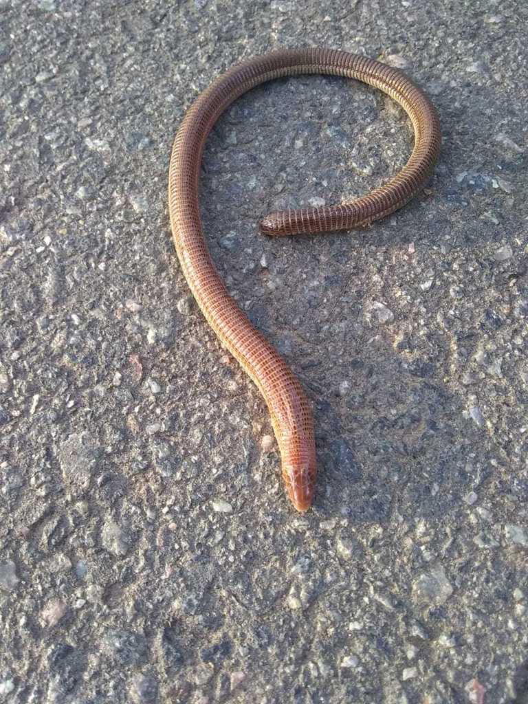 Darwin's Ringed Worm Lizard from Bella Vista, Buenos Aires, Argentina ...