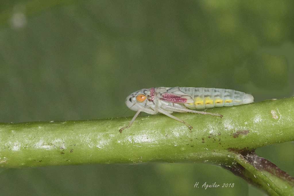 Proconiini from Agronomía, CABA, Argentina on December 01, 2018 at 10: ...