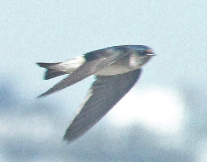 Australian Tree Martin (Urban Birds of Brisbane) · iNaturalist