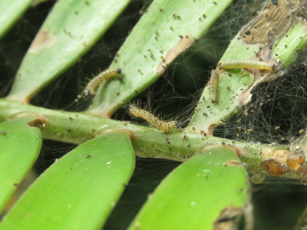 Leopard Magpie Moth from 1 Halstead Rd, Chelmsfordville, Gillitts, 3610 ...