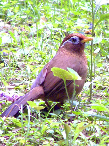 Chinese Hwamei (Birds of Hawaii Volcanoes National Park) · iNaturalist