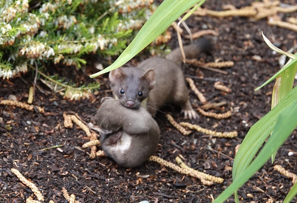 Long-tailed Weasel from 173rd St SW, Edmonds, WA, US on April 25, 2020 ...