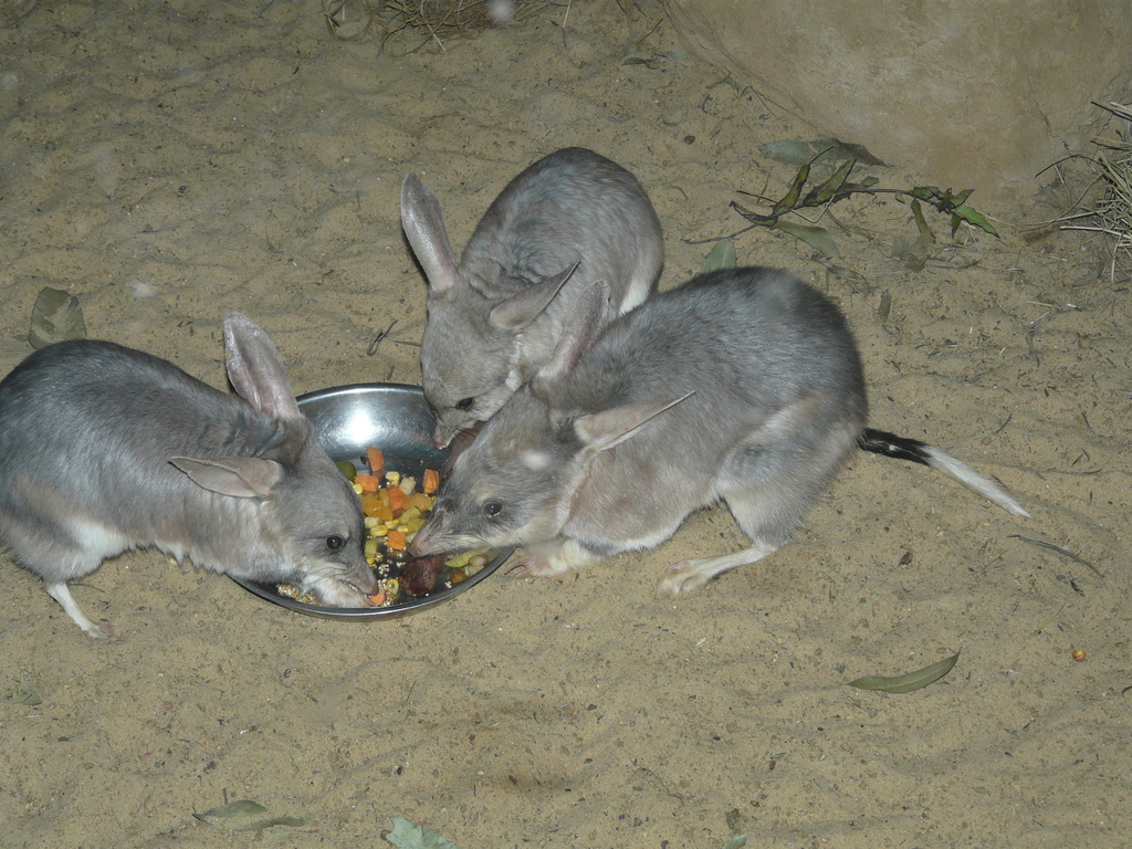 Greater Bilby (Birriliburu Animals) · iNaturalist