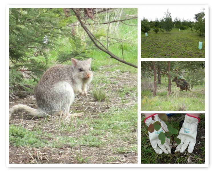 Rufous Bettong (Aepyprymnus rufescens) - Know Your Mammals