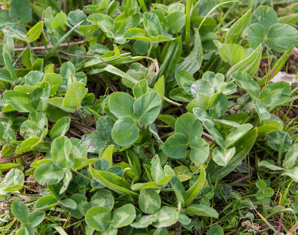 Red Clover from Greater Vancouver, British Columbia, Canada on April 24 ...