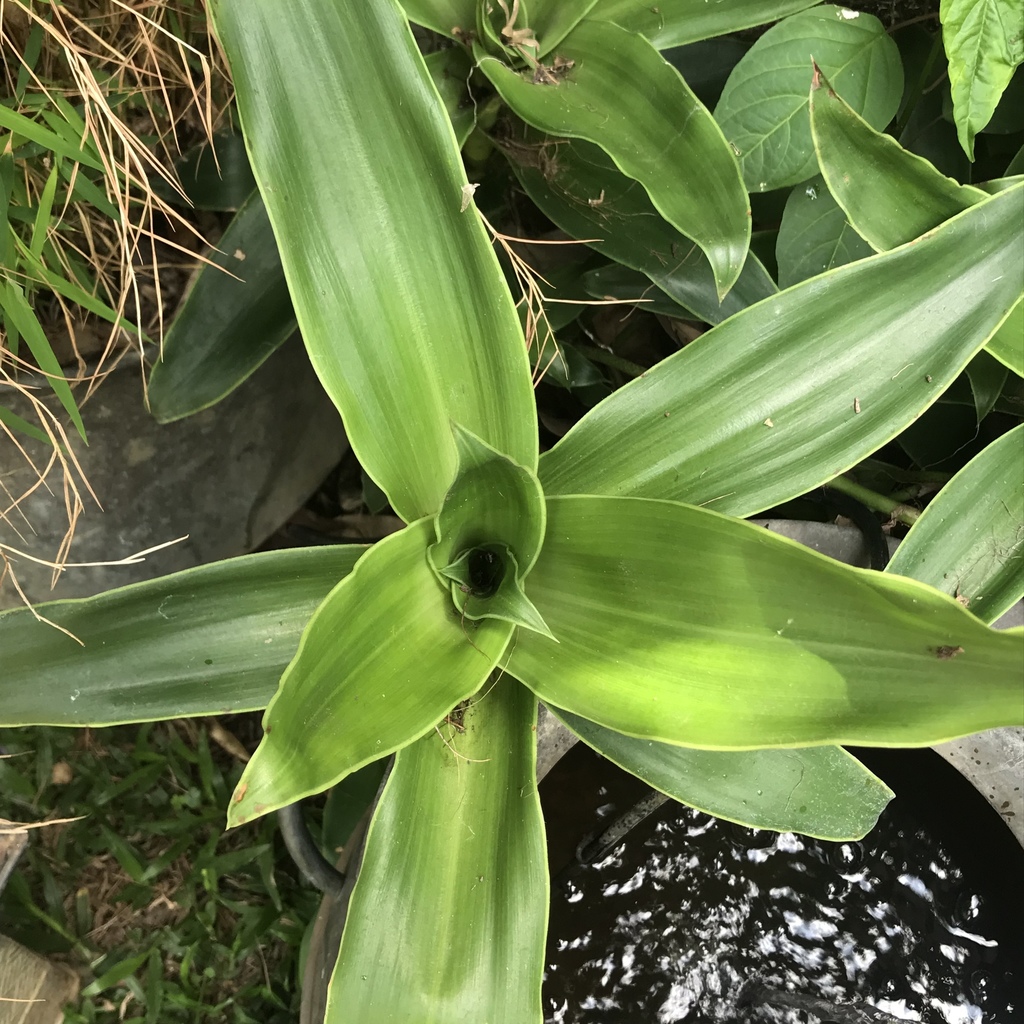 False Bromeliad Plant from Calle 48, San Jose, San Jose, CR on April 25 ...